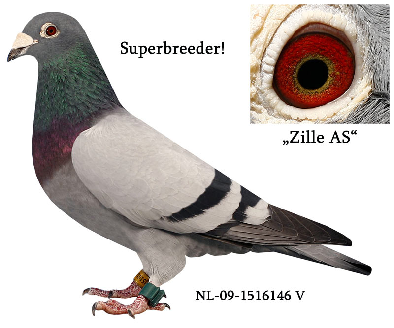 DV 08897-19-5104 V - Winner Pigeons