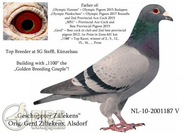 DV 08897-19-5104 V - Winner Pigeons